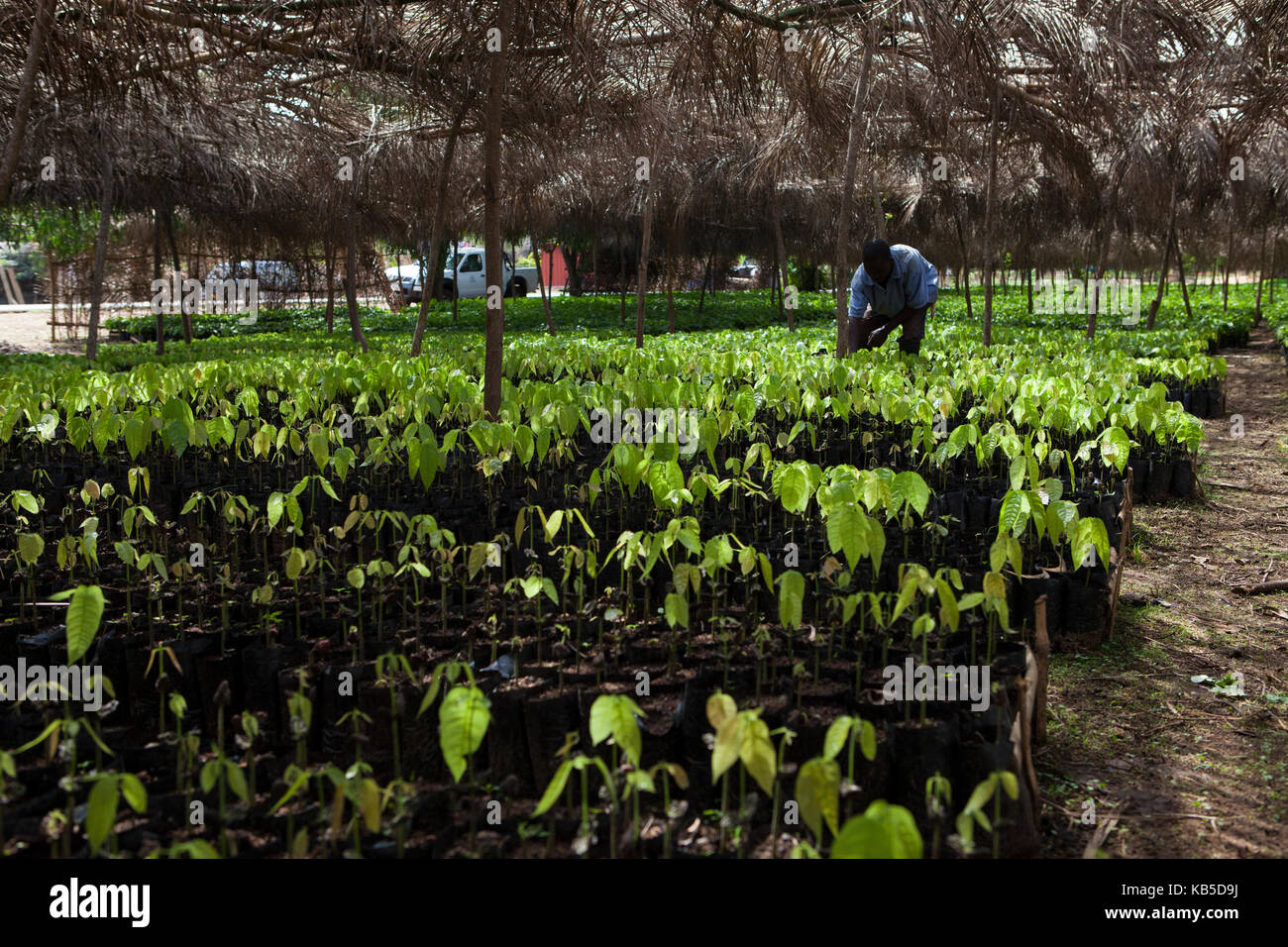 A man tends to small cocoa trees at a cocoa nursery in Ghana, West ...