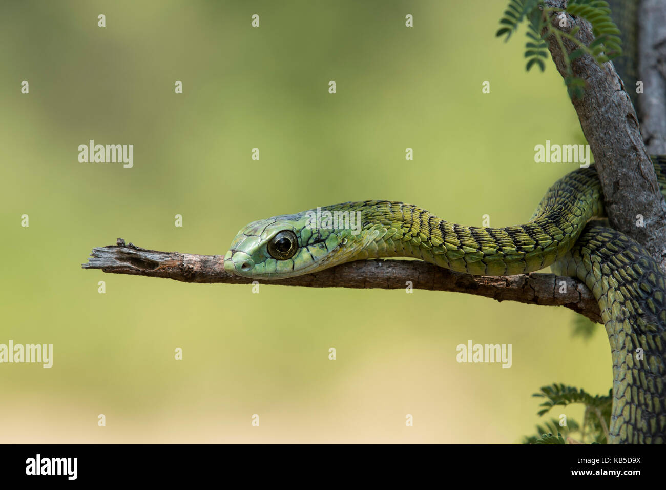 Boomslang (tree snake) (Dispholidus typus), Hoedspruit, Greater Kruger ...