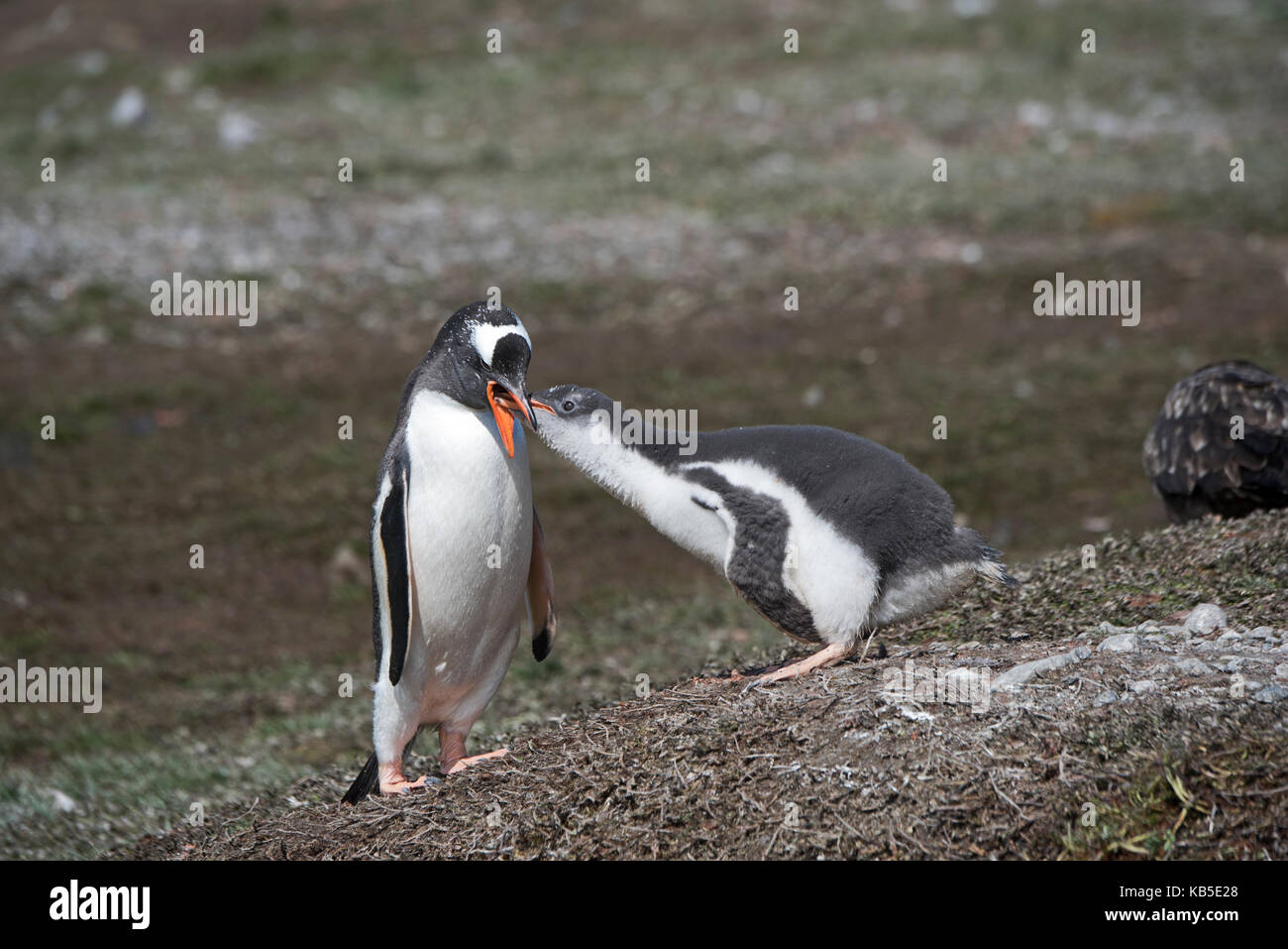 Penguin papua hi-res stock photography and images - Alamy