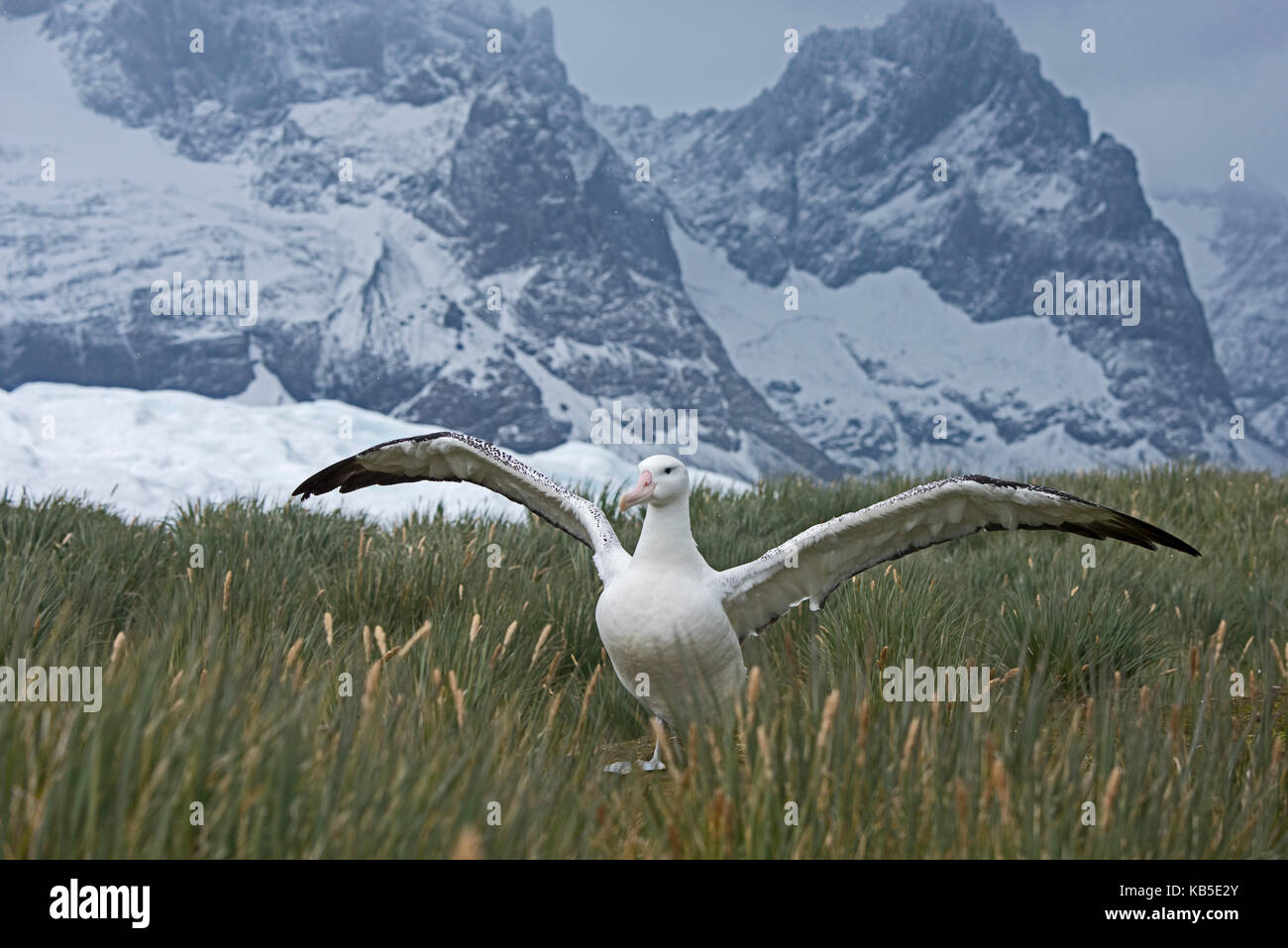 Wandering albatross taking off hi-res stock photography and images - Alamy