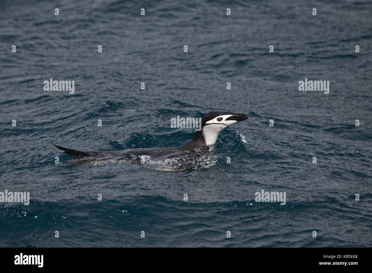 Pygoscelis antarcticus chinstrap penguin penguin bird south georgia ...