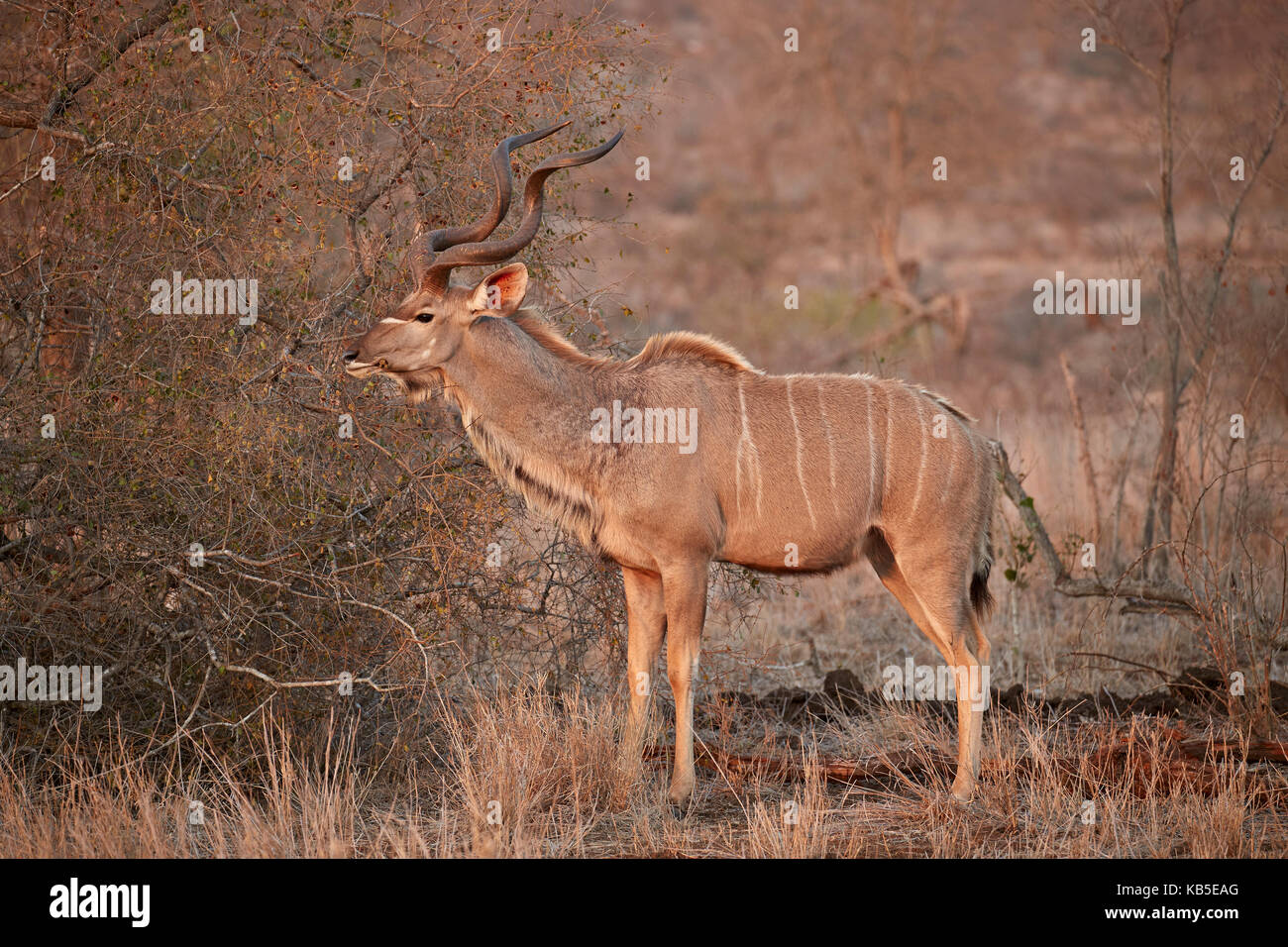 Greater kudu (Tragelaphus strepsiceros) bull, Kruger National Park ...