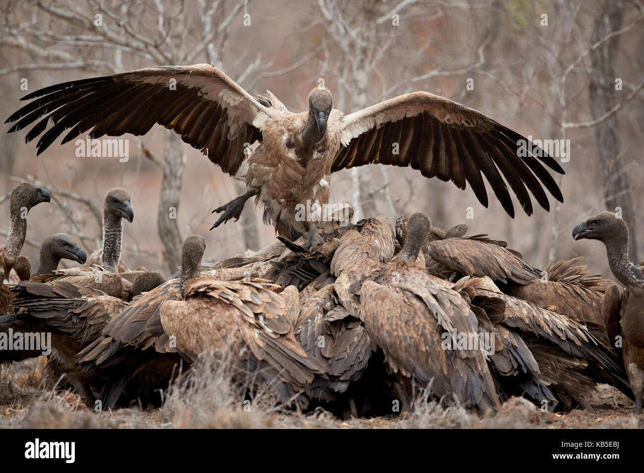 African white-backed vulture (Gyps africanus) fighting at a carcass ...