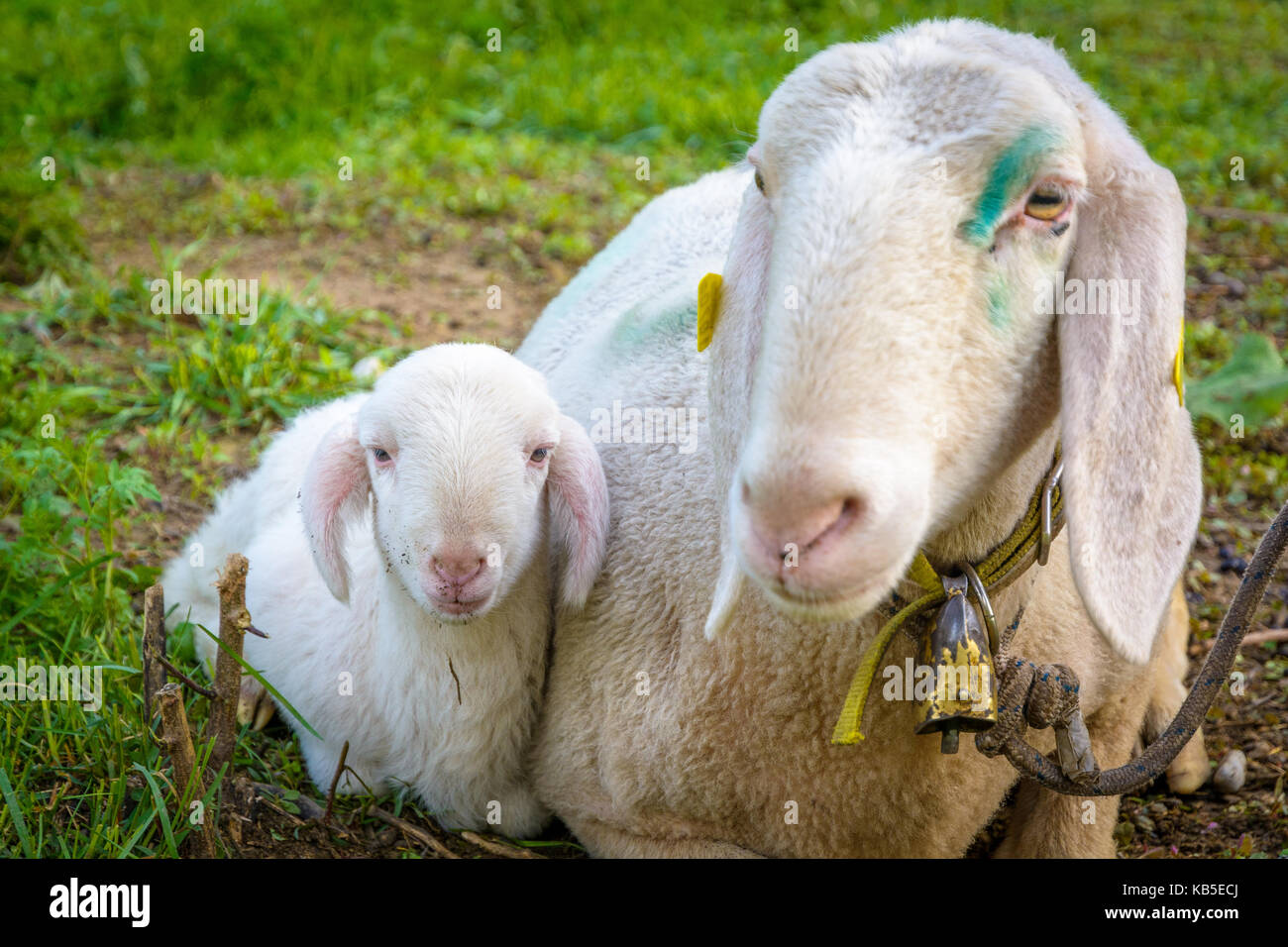 sheep lamb and ewe lying on meadow. new born lamb Stock Photo - Alamy