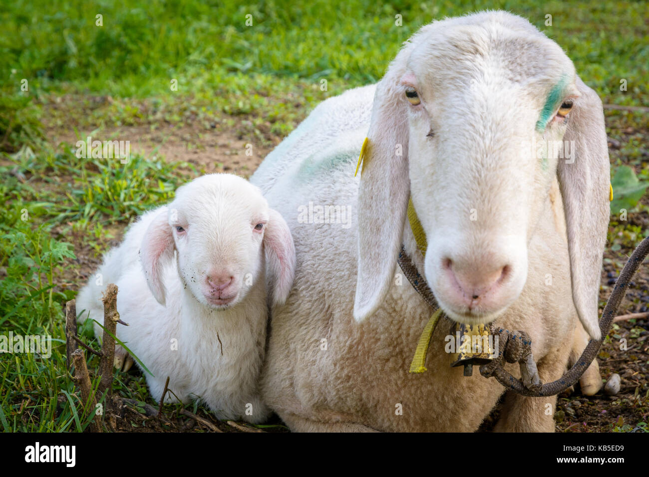 sheep lamb and ewe lying on meadow. new born lamb Stock Photo - Alamy