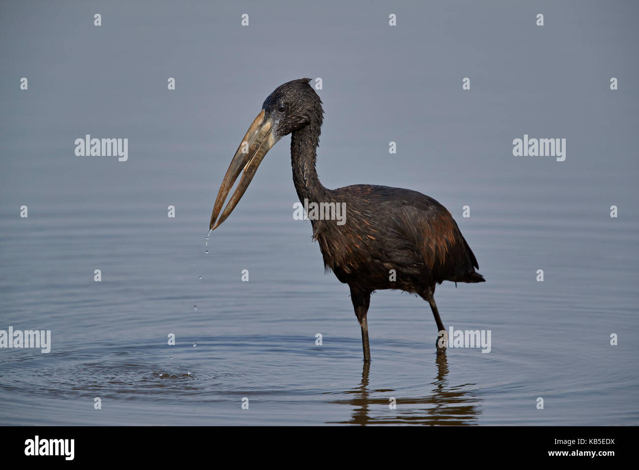 African open-billed stork (African openbill) (Anastomus lamelligerus ...
