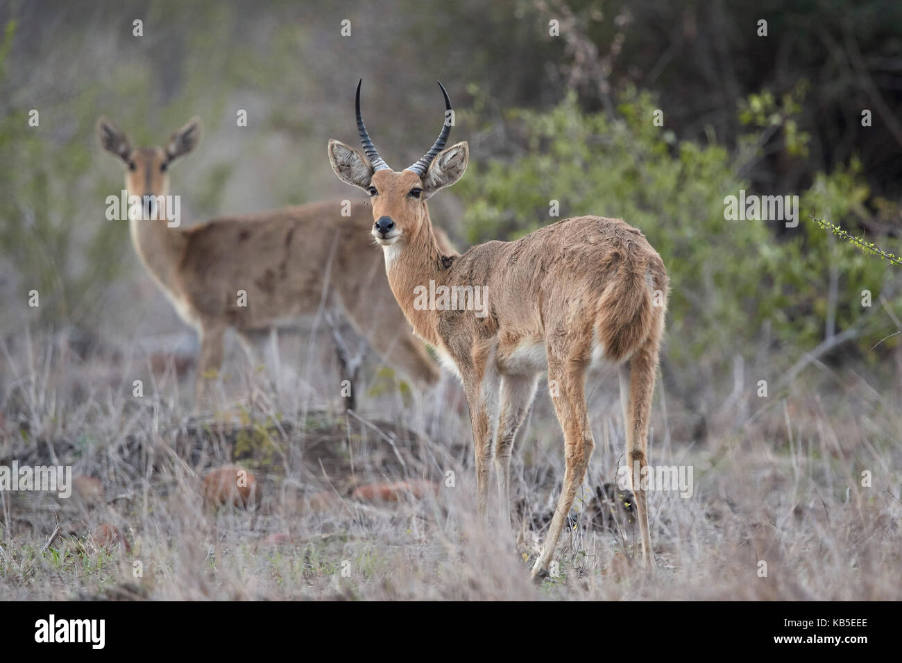 Common or southern reedbuck hi-res stock photography and images - Alamy