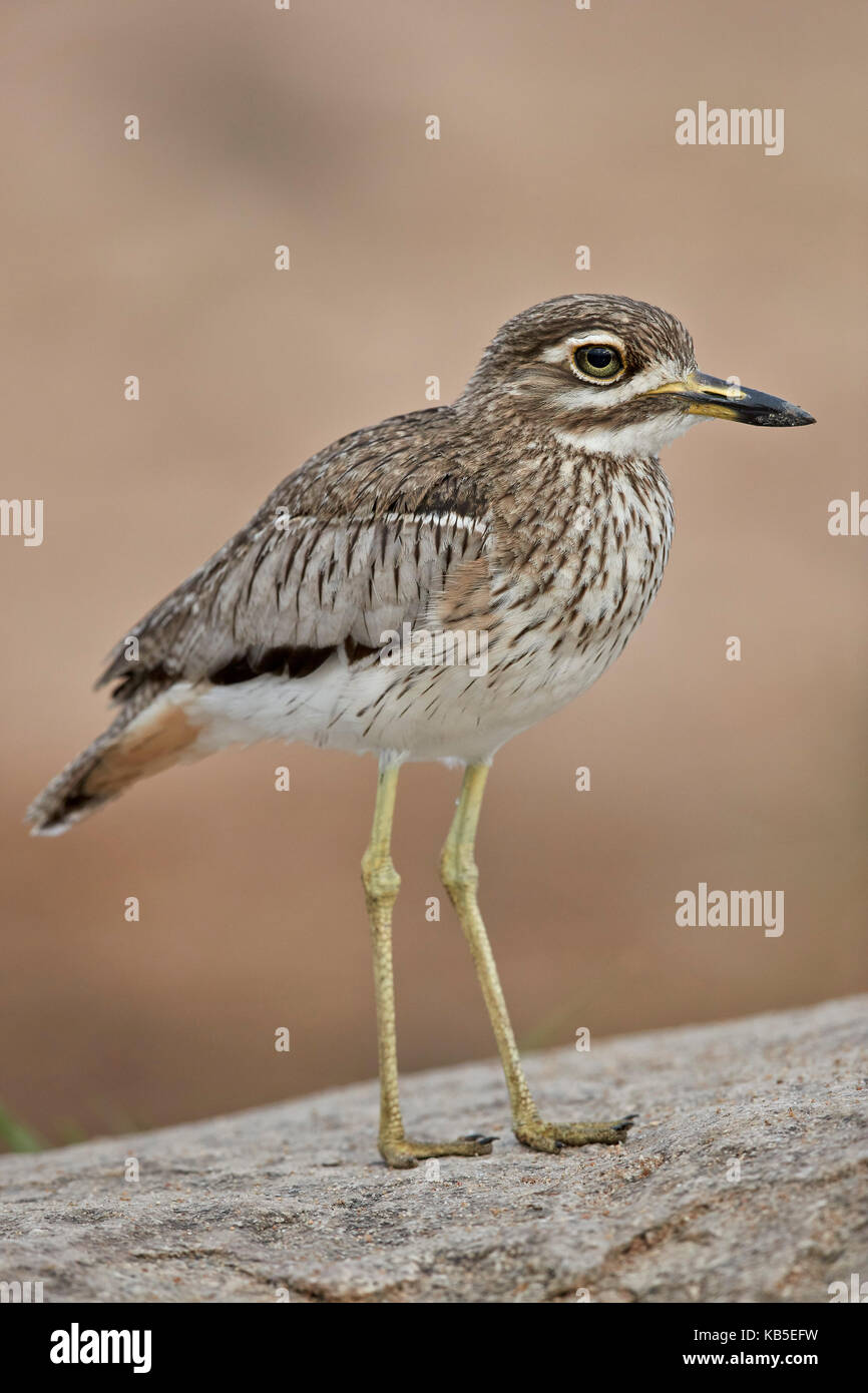Water thickknee (water dikkop) (Burhinus vermiculatus), Kruger National ...