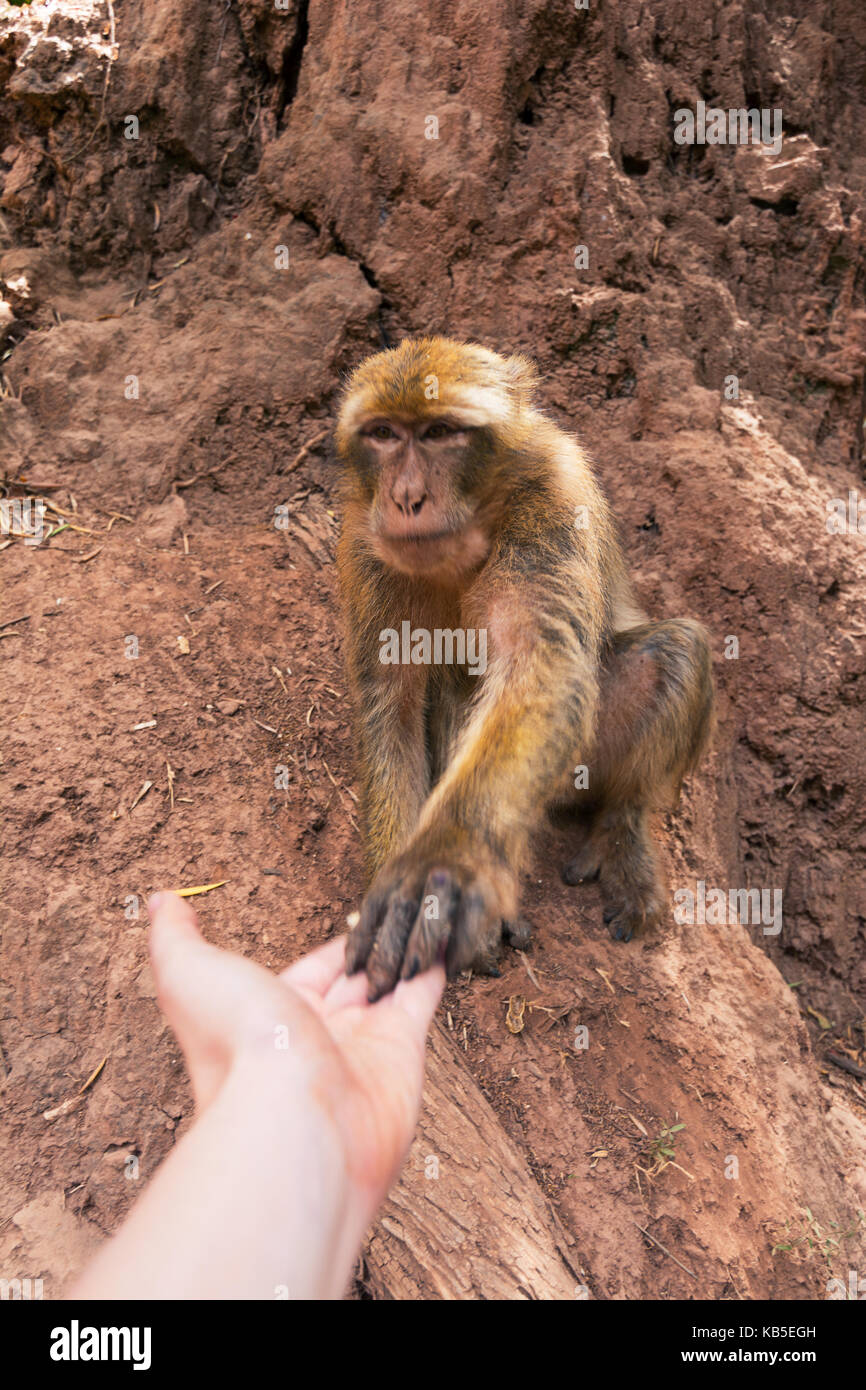 Chimpanzee Hand Stock Photos & Chimpanzee Hand Stock Images - Alamy