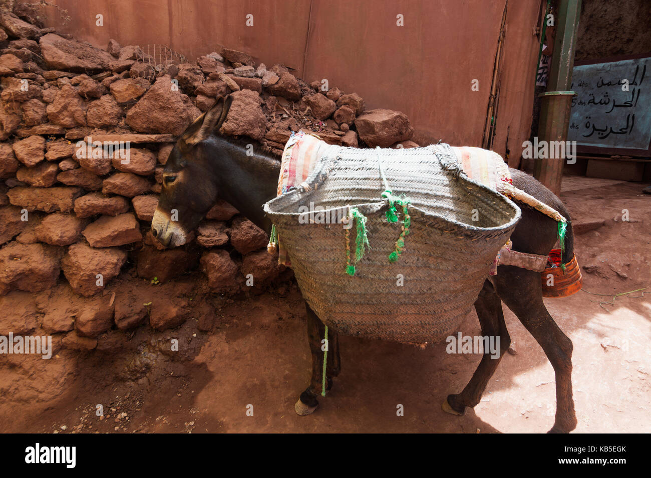 brown donkey on red stones wall background with arabic text Stock Photo ...
