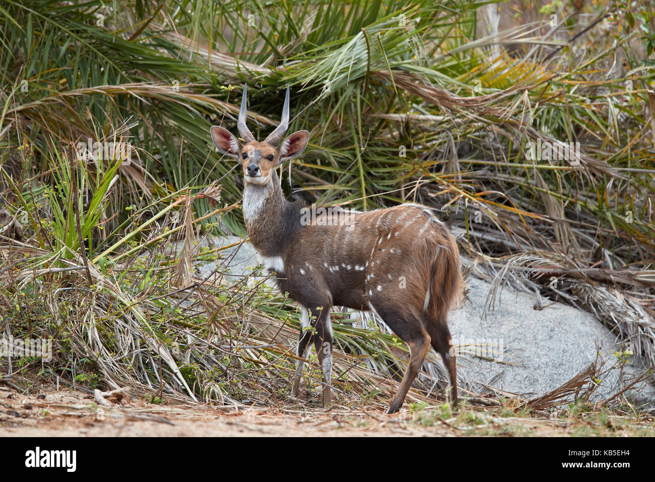 Bushbuck (kewel) (Tragelaphus scriptus), buck, Kruger National Park, South Africa, Africa Stock ...