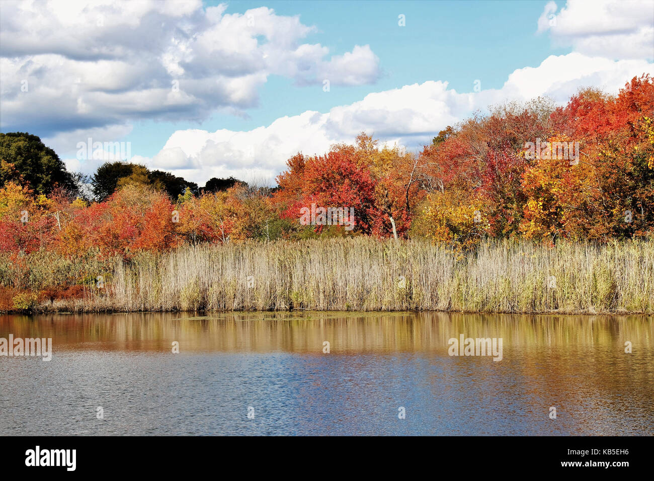 Autumn Fall Foliage Scene with Red, Yellow, Brown and Green Leaves with ...