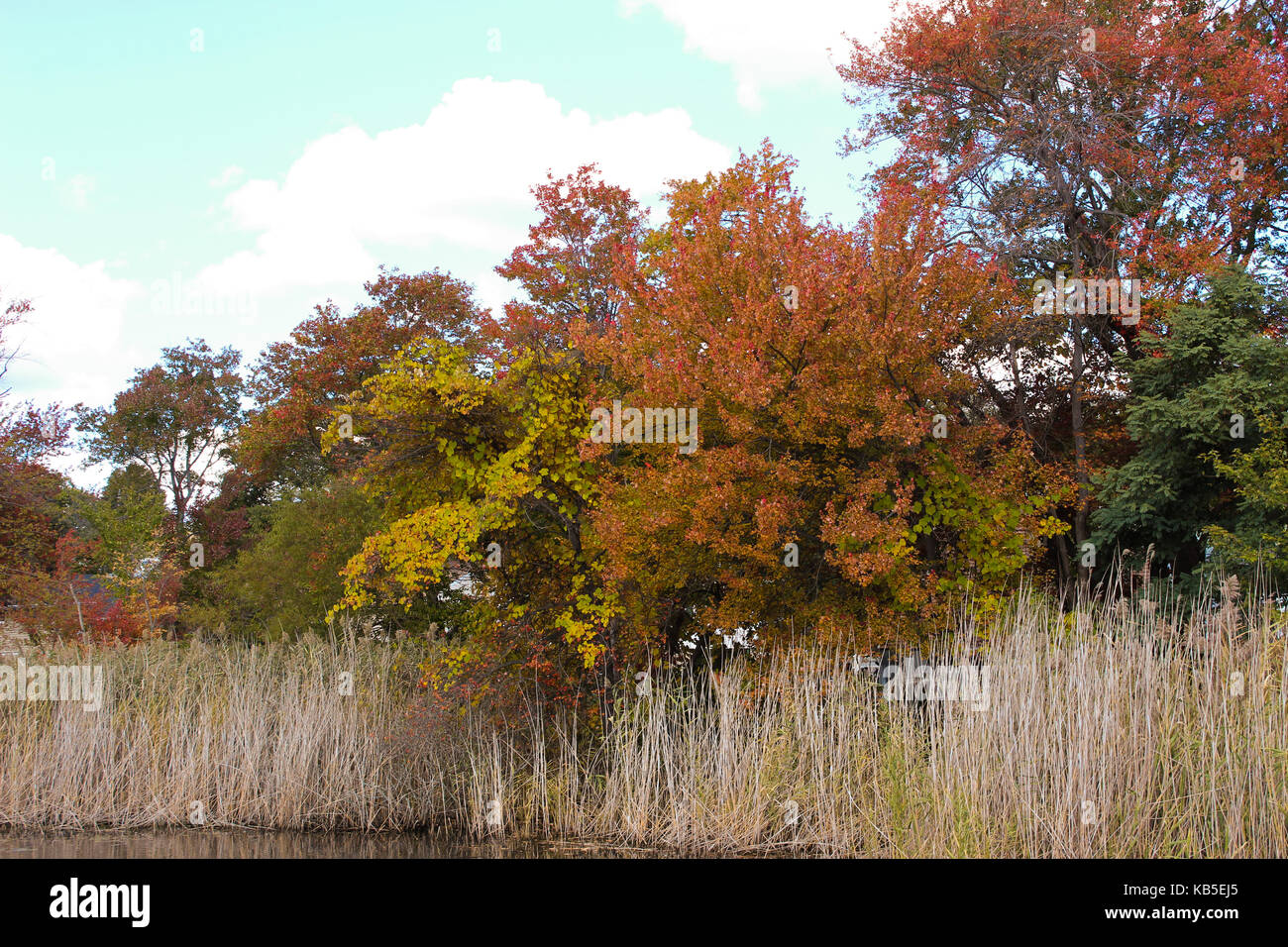 Autumn Fall Foliage Scene with Red, Yellow, Brown and Green Leaves with ...