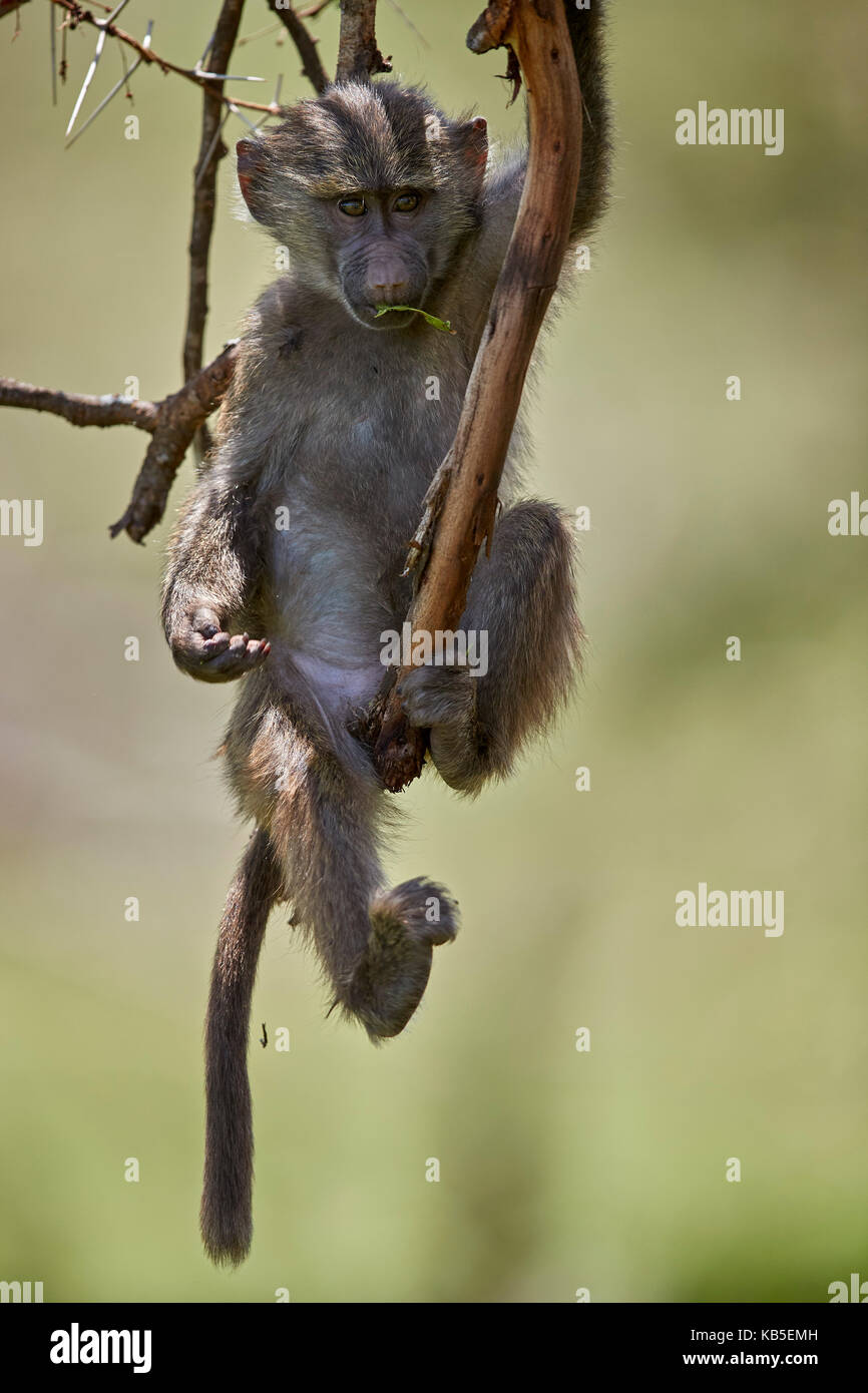 Olive baboon climbing tree hi-res stock photography and images - Alamy