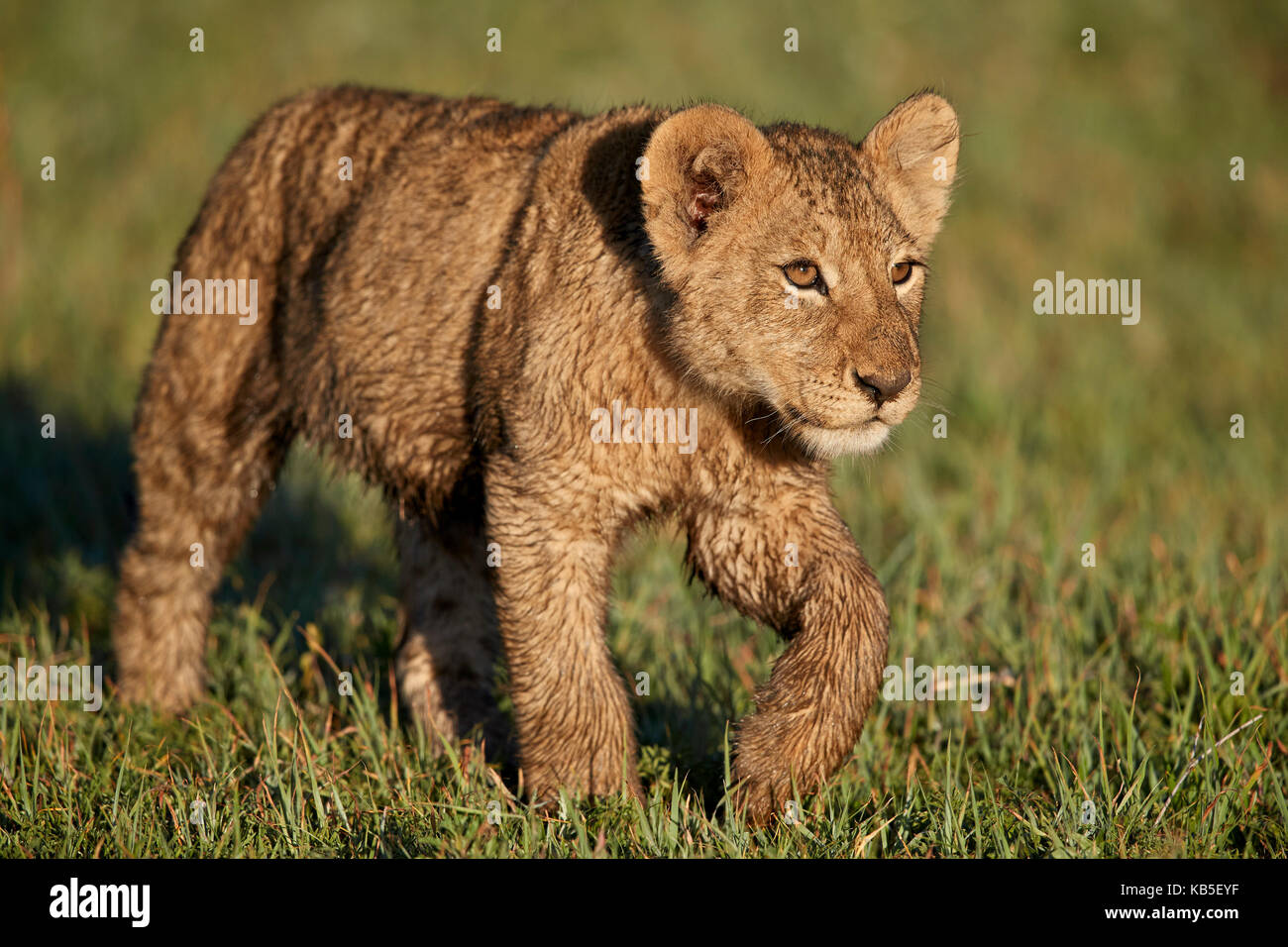Lion (Panthera leo) cub, Ngorongoro Crater, Tanzania, East Africa ...