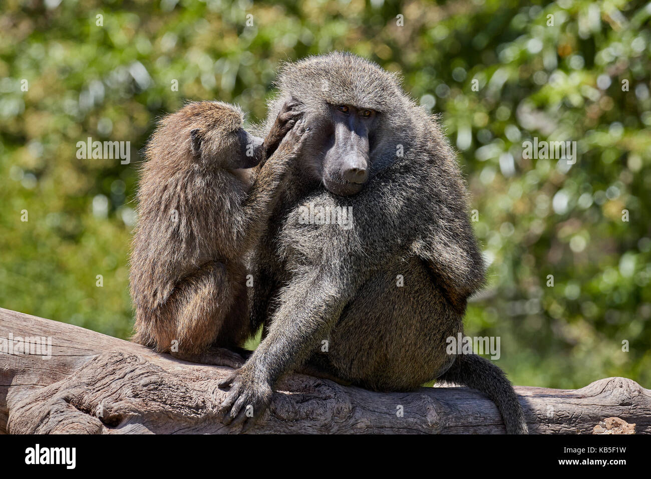 Olive baboon papio cynocephalus hi-res stock photography and images - Alamy