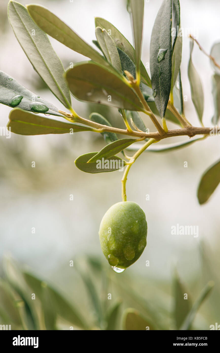 Olive tree fruit hi-res stock photography and images - Alamy