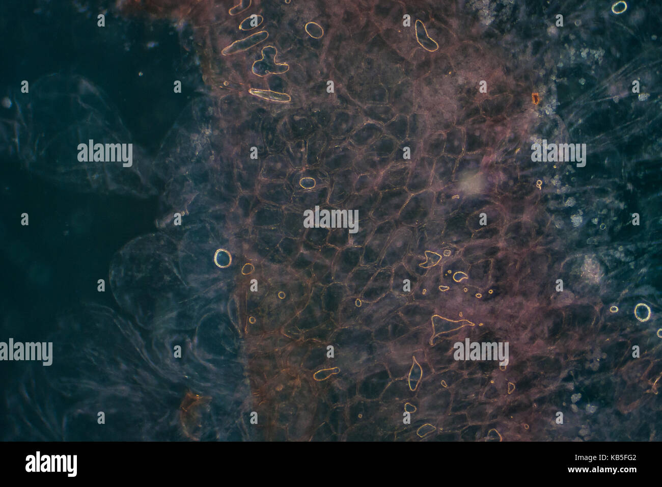 Dark field microscope hi-res stock photography and images - Alamy