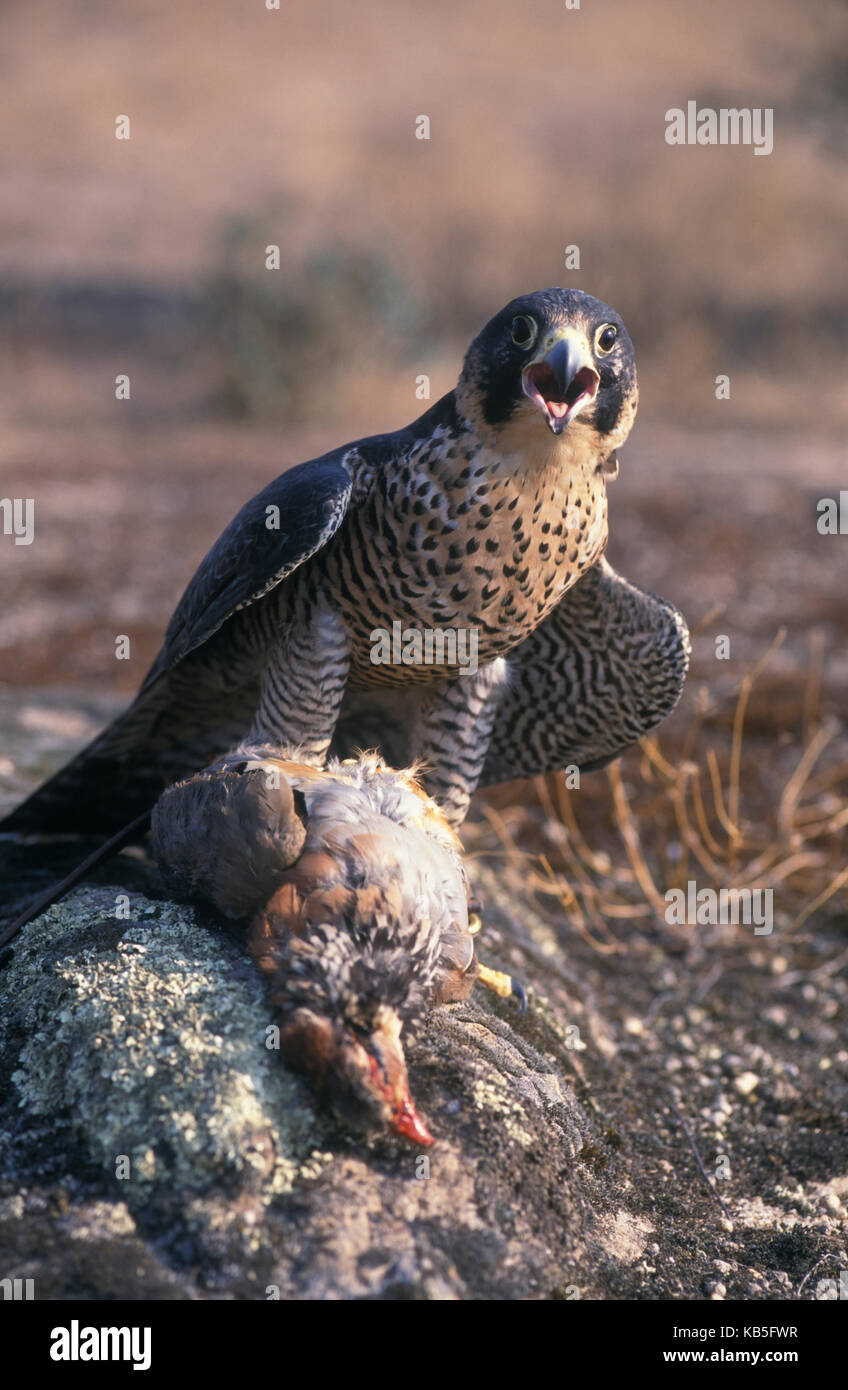 Peregrine Falcon Prey Hunting Stock Photos & Peregrine Falcon Prey ...