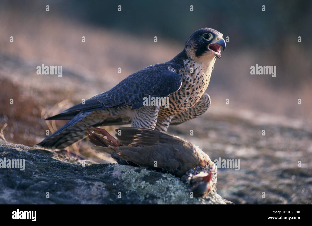 Peregrine Falcon Prey Hunting Stock Photos & Peregrine Falcon Prey ...