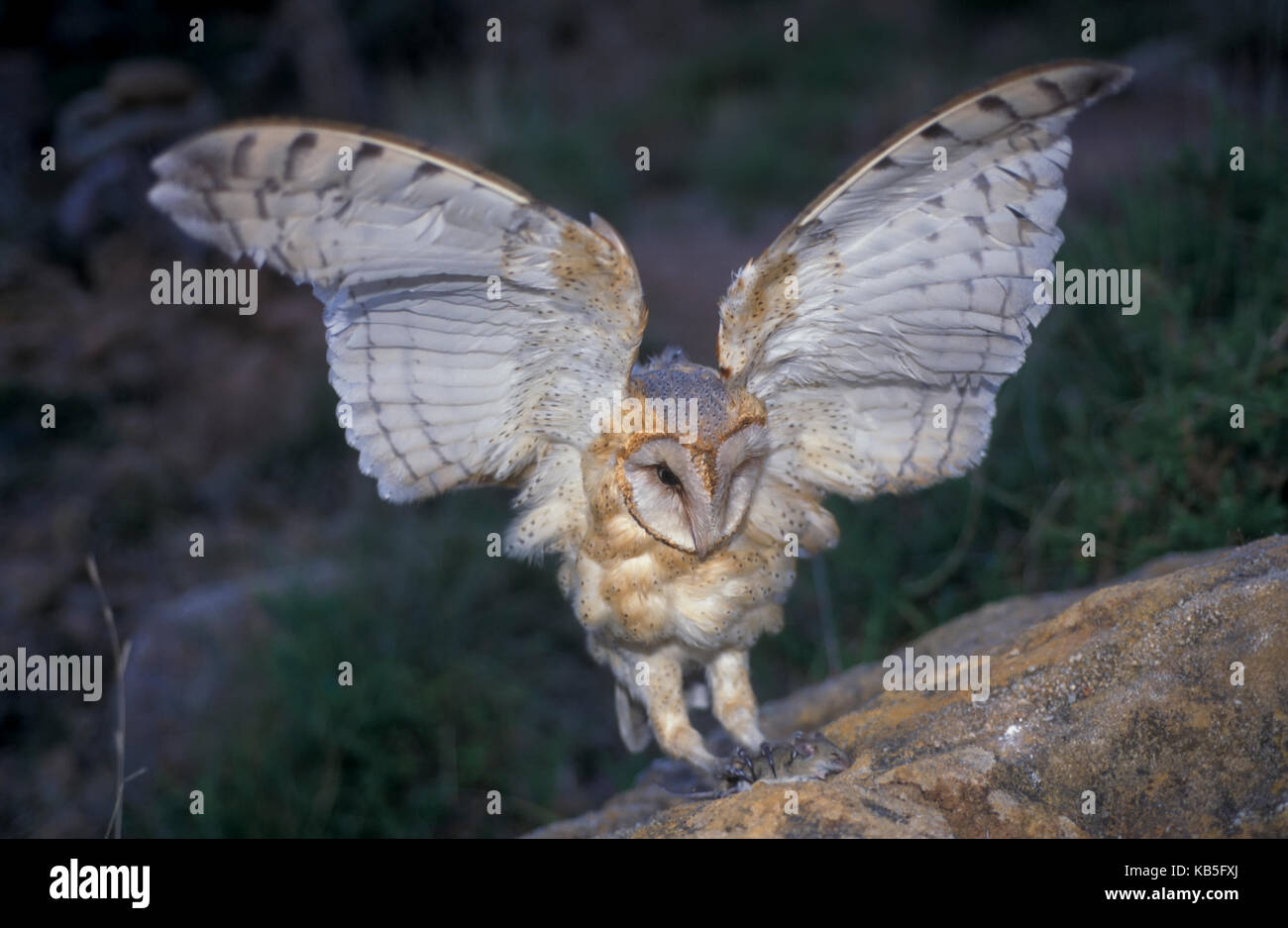 Owl Hunting Mouse High Resolution Stock Photography and Images - Alamy