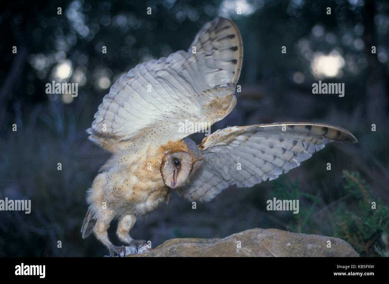 Owl Catching Prey Night Stock Photos & Owl Catching Prey Night Stock ...