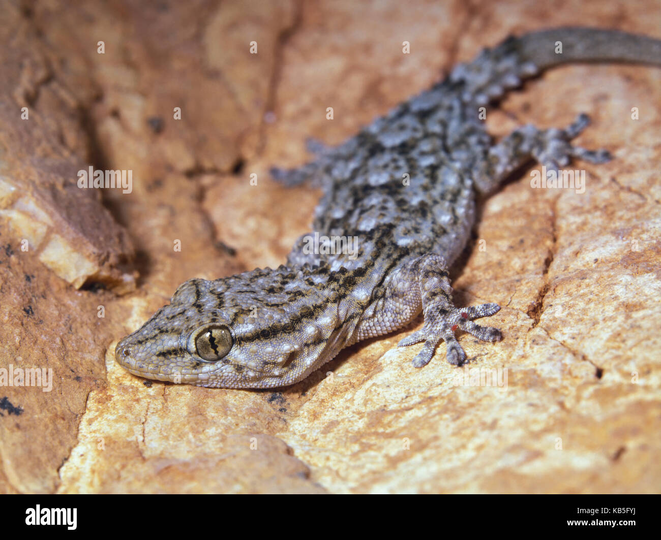 Moorish Wall Gecko Stock Photos & Moorish Wall Gecko Stock Images - Alamy