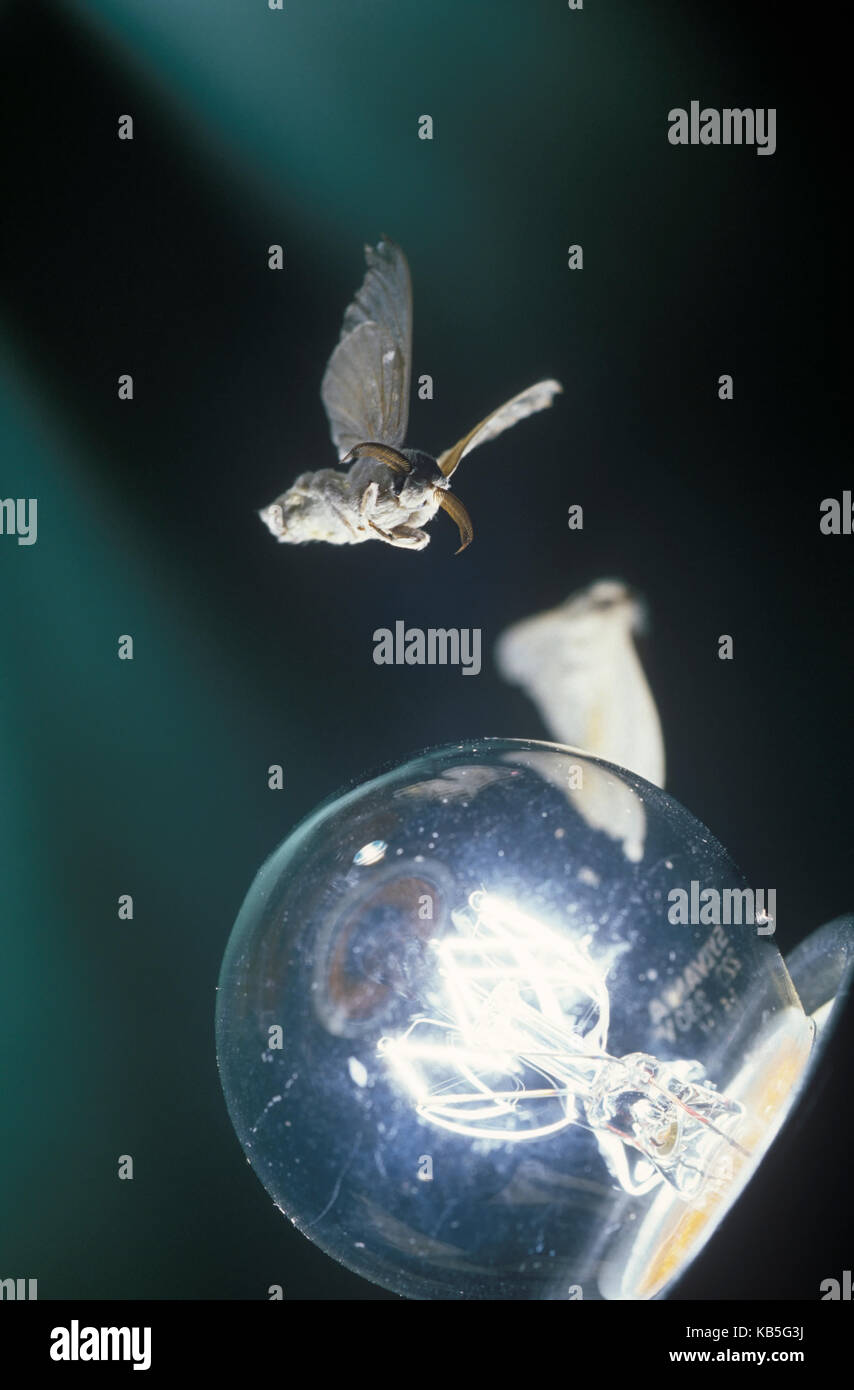 Moths Flying Light High Resolution Stock Photography and Images - Alamy