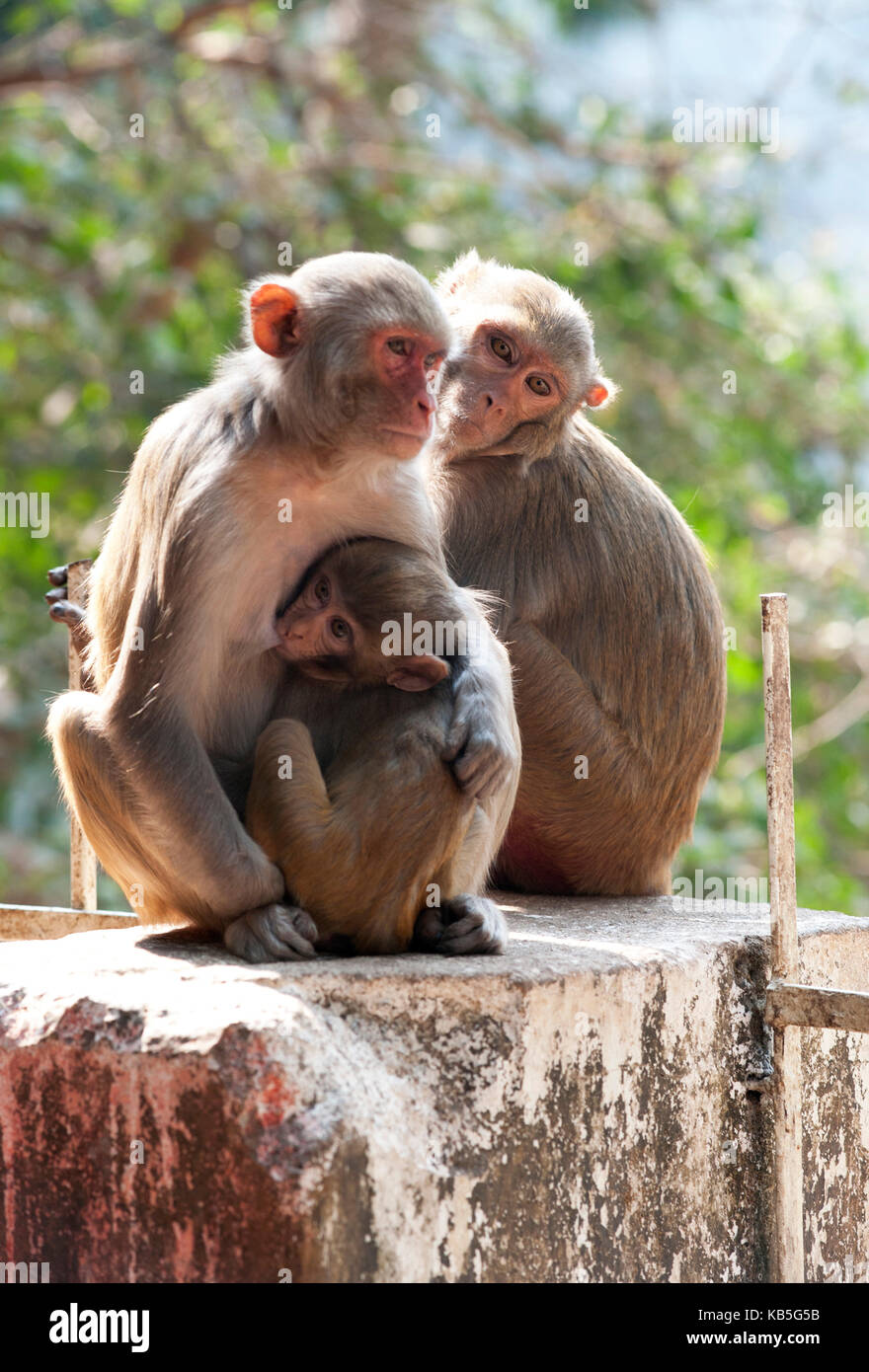 Family of monkeys, baby suckling, at Kapilash Temple (Chandrashekhar ...