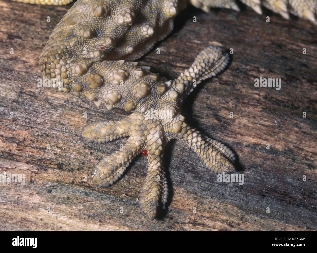 Paw Of Gecko High Resolution Stock Photography and Images - Alamy
