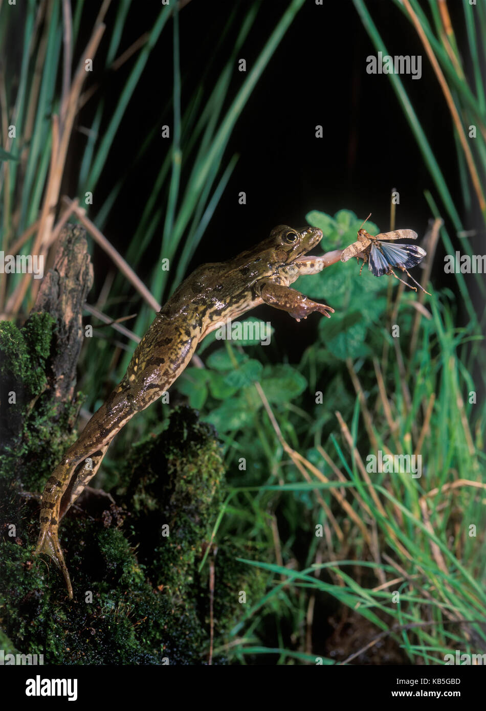 Frog Tongue High Resolution Stock Photography and Images - Alamy