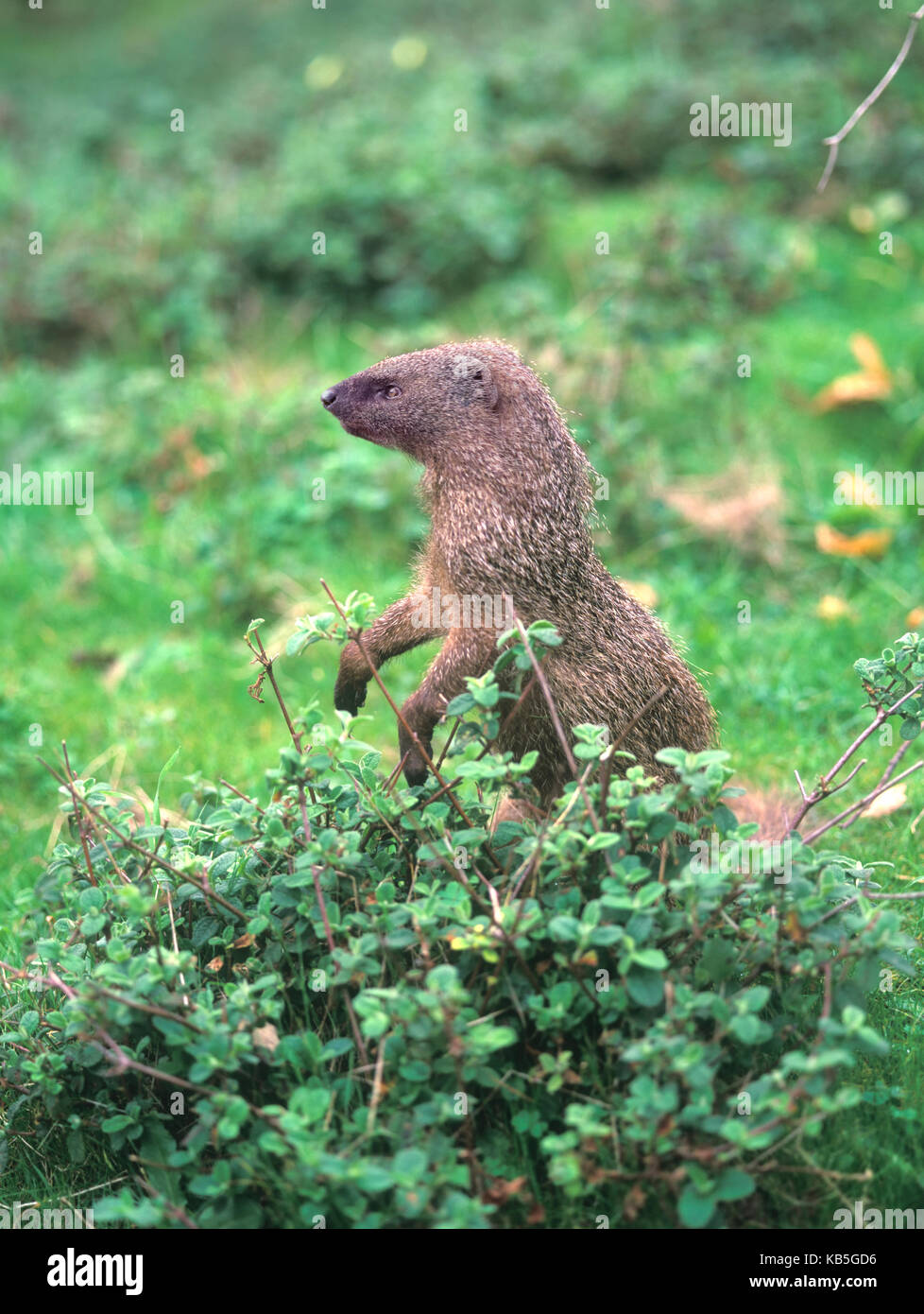 The Egyptian Mongoose Herpestes Ichneumon High Resolution Stock ...