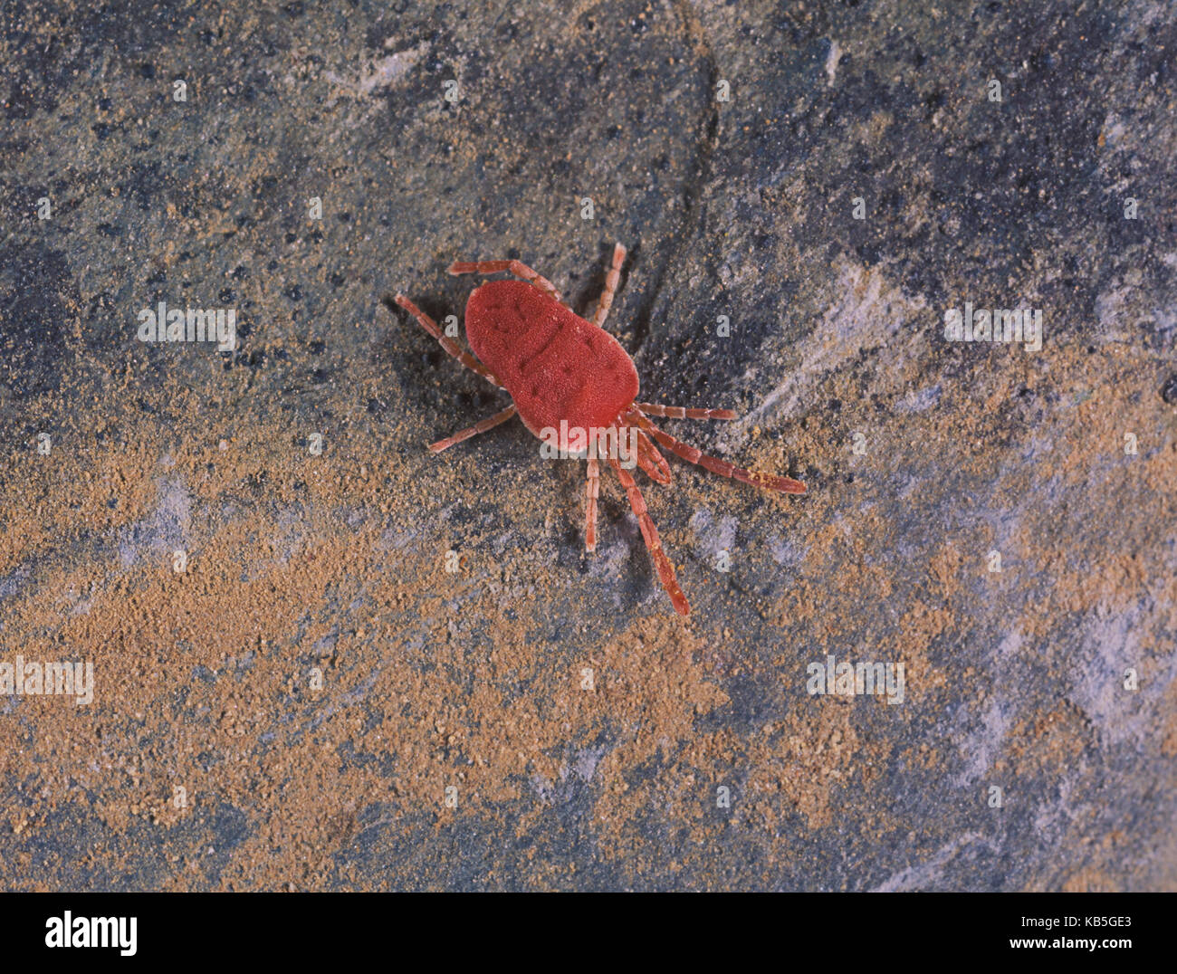 Arachnidan High Resolution Stock Photography and Images - Alamy