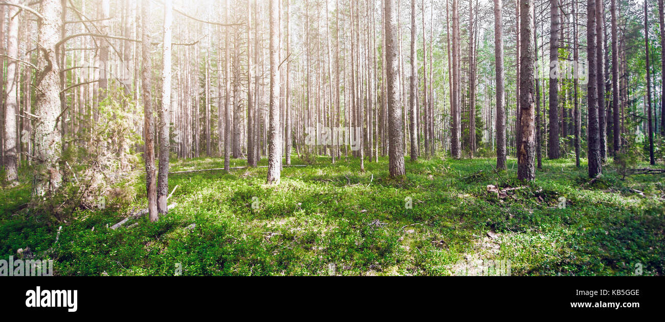 Beautiful wild forest Stock Photo - Alamy