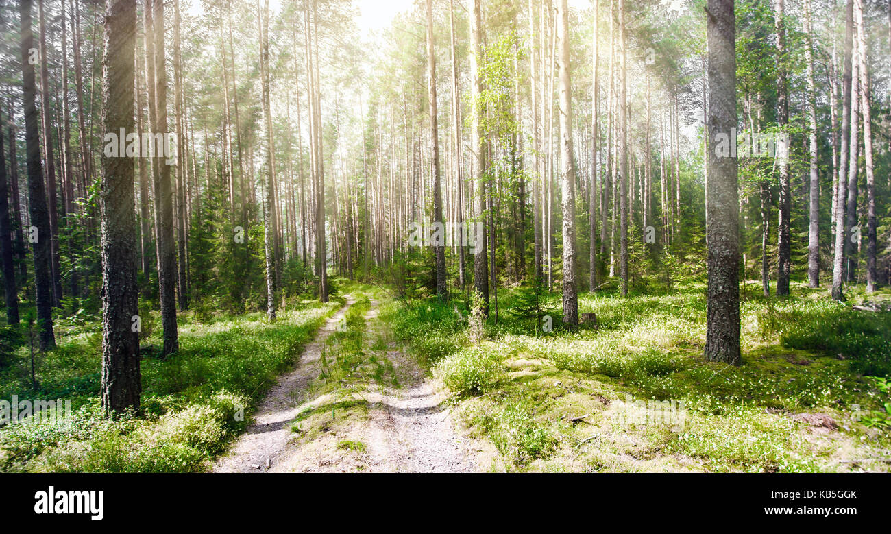 Summer road landscape Stock Photo - Alamy