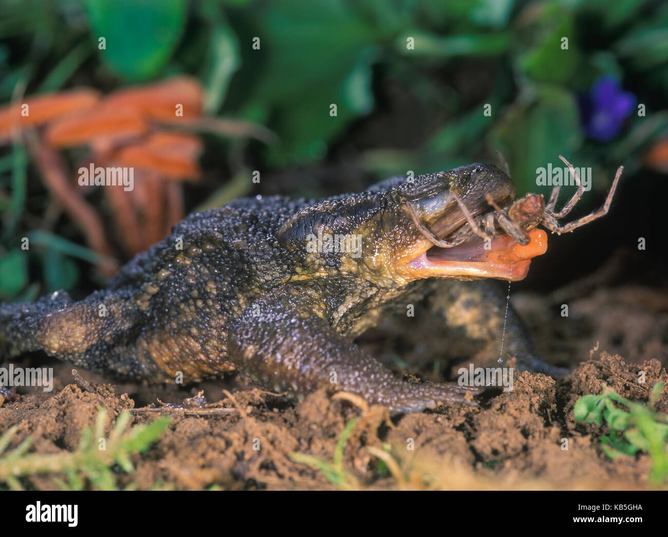 Common Toad Bufo Bufo Eating High Resolution Stock Photography and ...