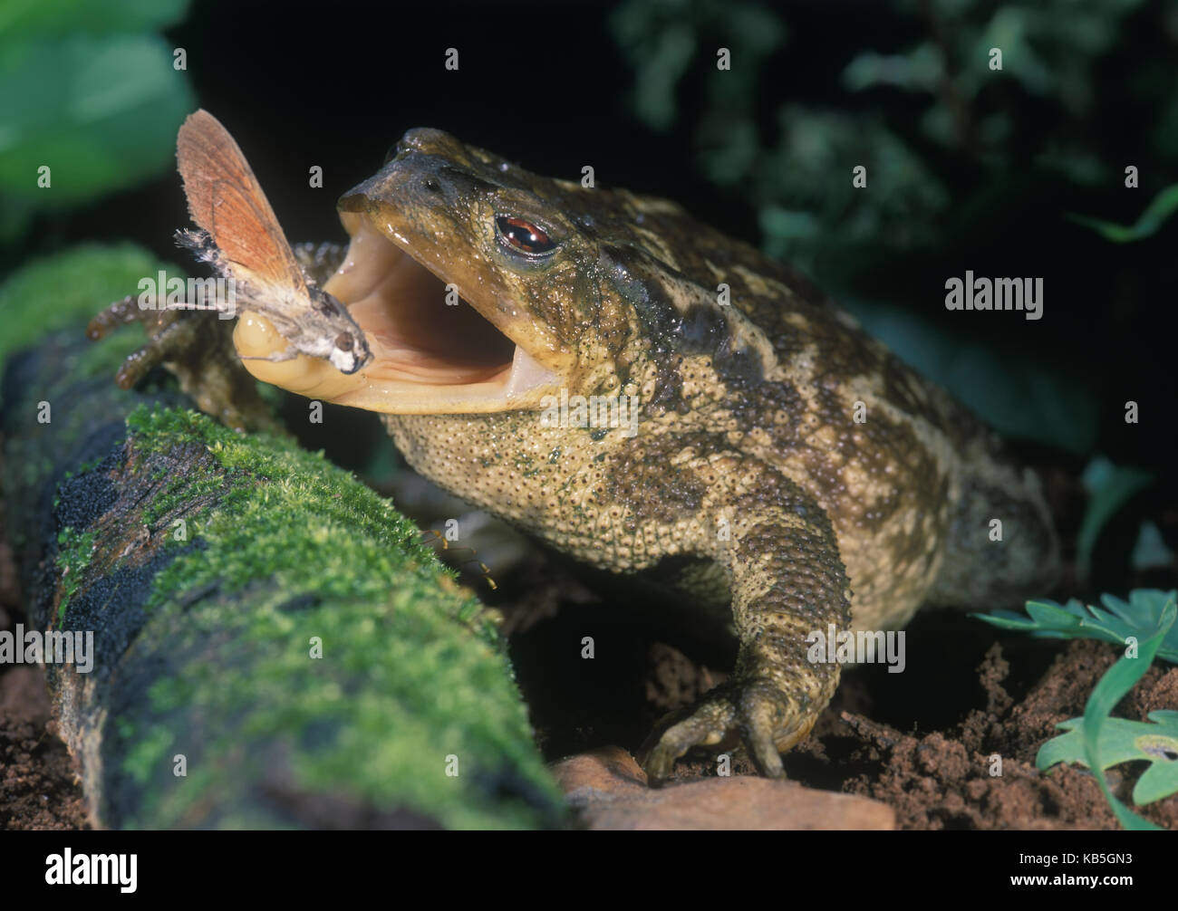 Common Toad Bufo Bufo Eating High Resolution Stock Photography and ...