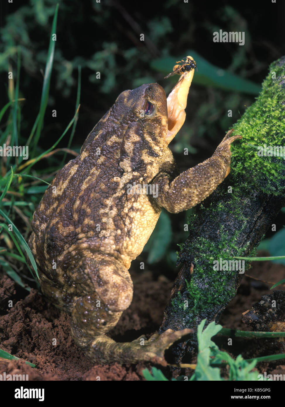 Toad Tongue High Resolution Stock Photography and Images - Alamy