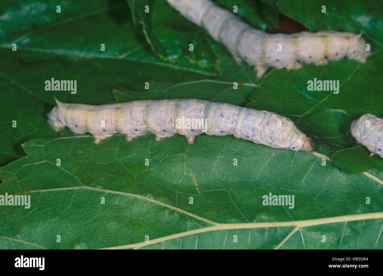 Mulberry Silkworm Moth Stock Photos & Mulberry Silkworm Moth Stock ...