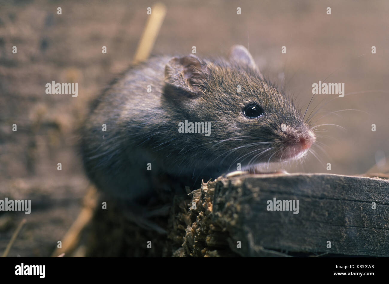 Rodent Control Stock Photos & Rodent Control Stock Images - Alamy