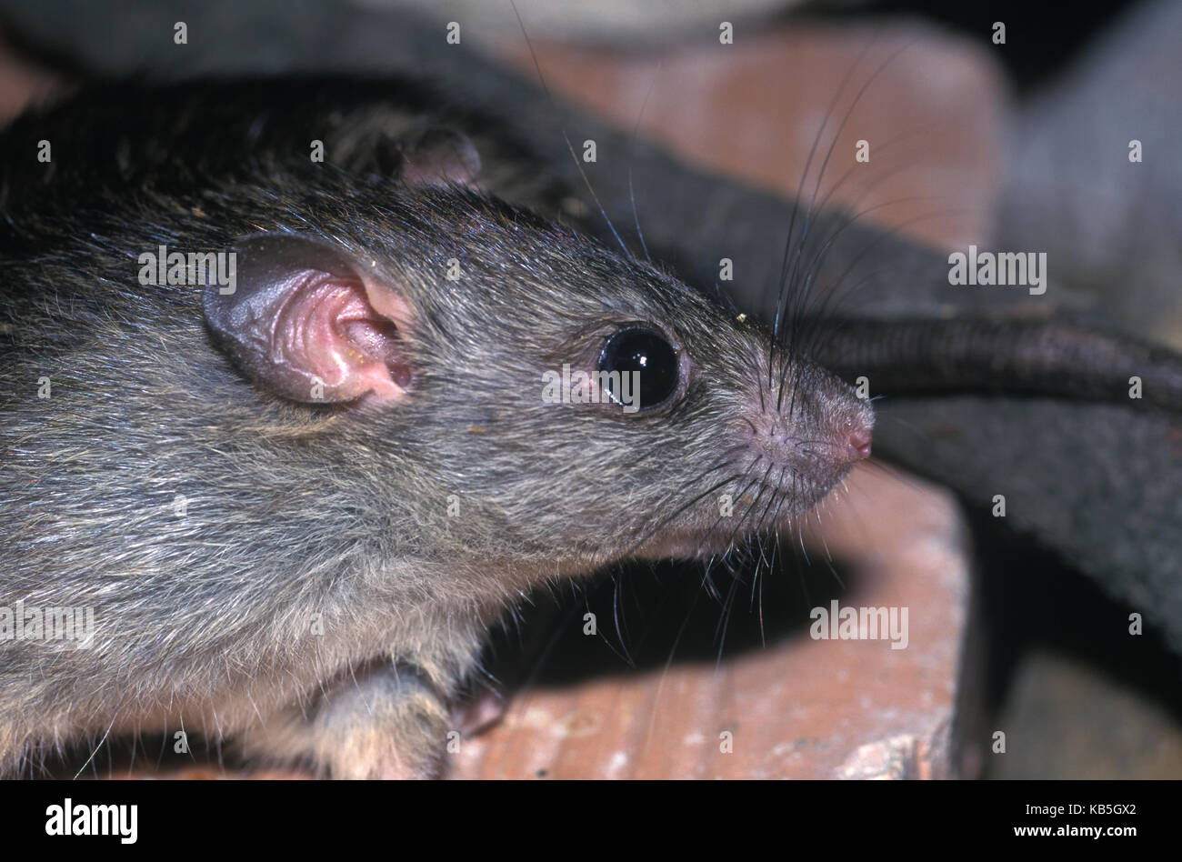 Black Rat Rattus Rattus In High Resolution Stock Photography and Images ...