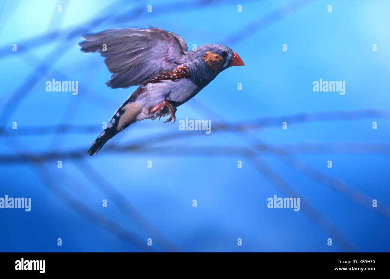 Male Zebra Finch High Resolution Stock Photography and Images - Alamy