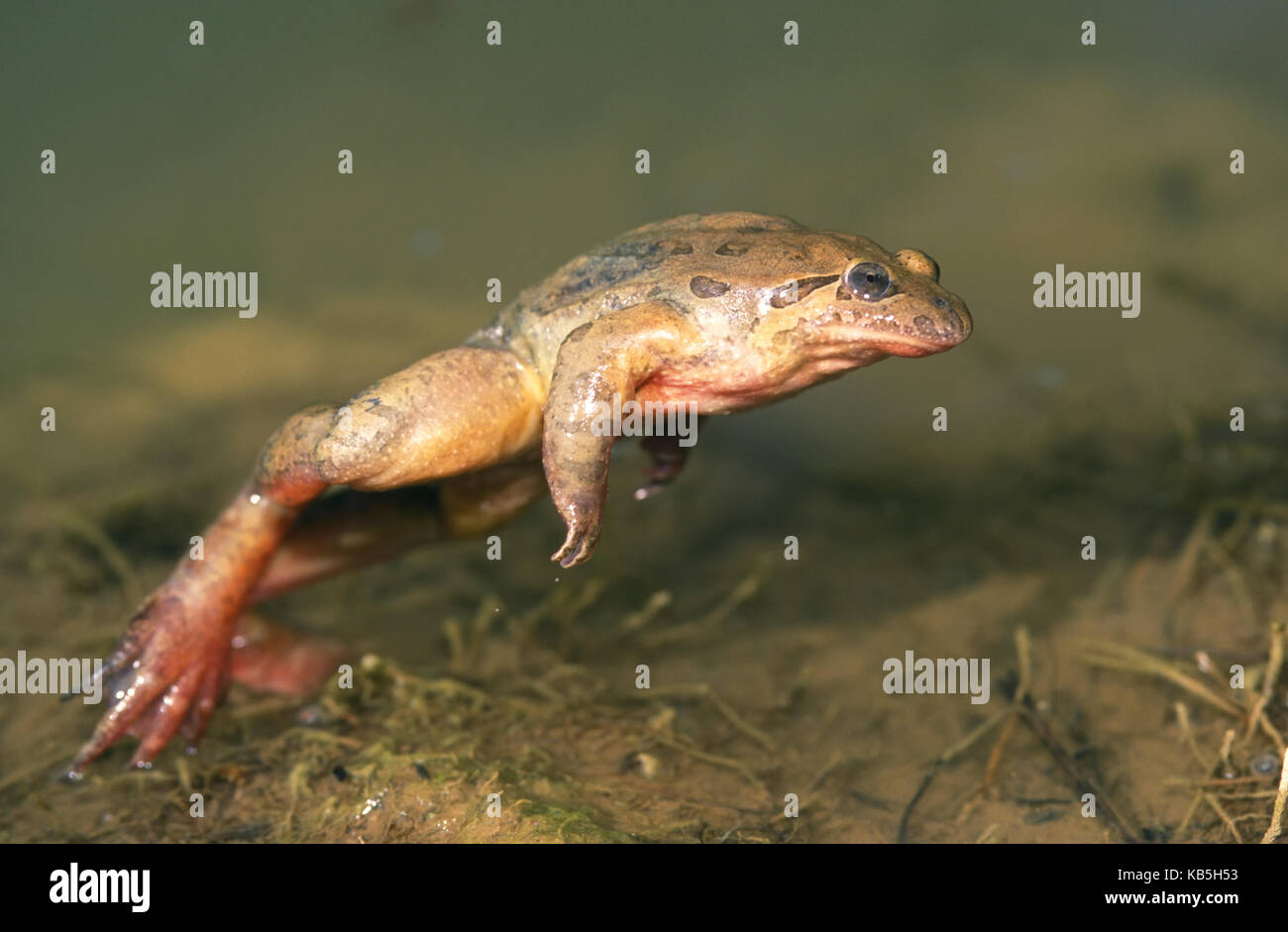 Discoglossus Pictus High Resolution Stock Photography and Images - Alamy