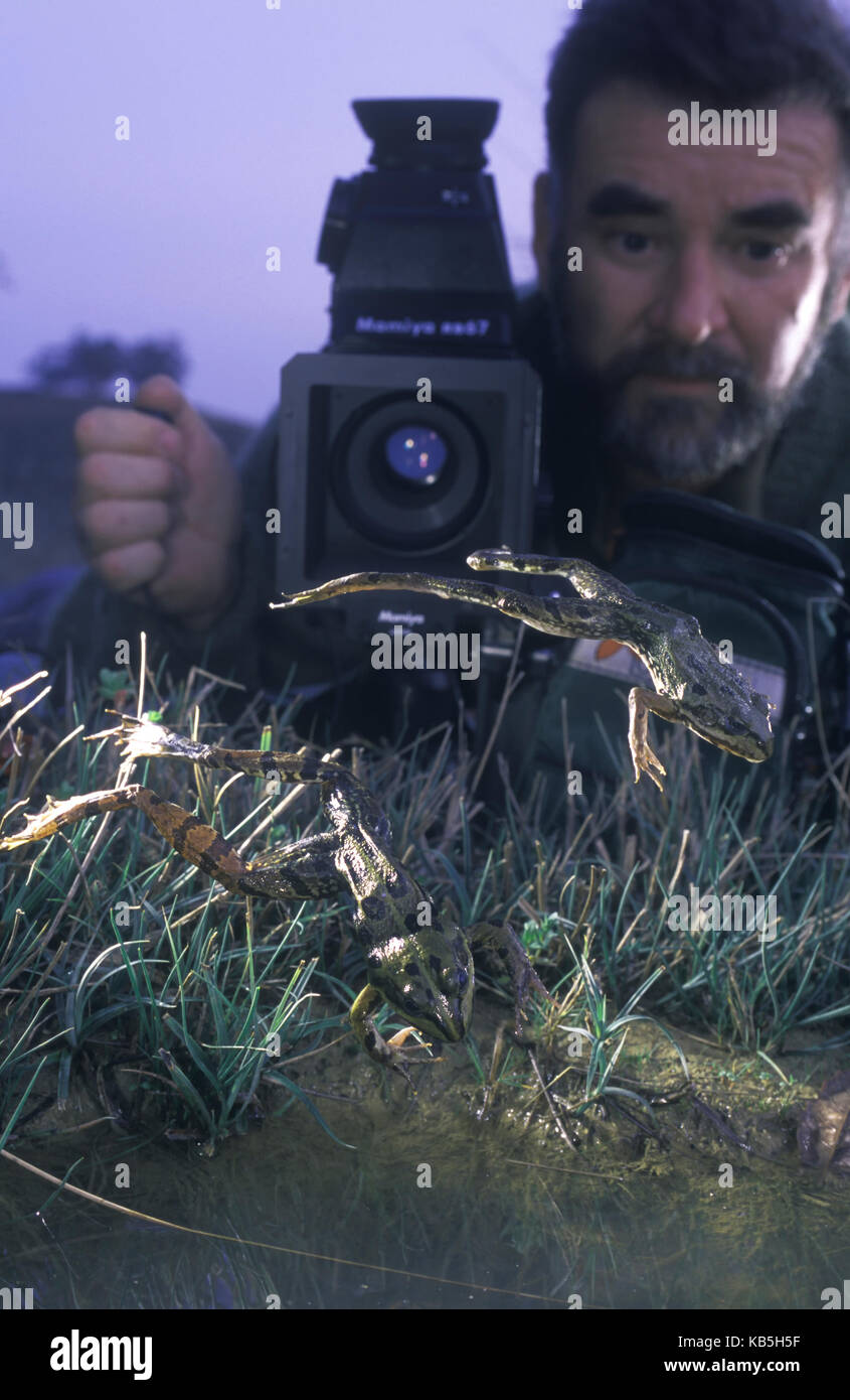 Puddle Frogs High Resolution Stock Photography and Images - Alamy