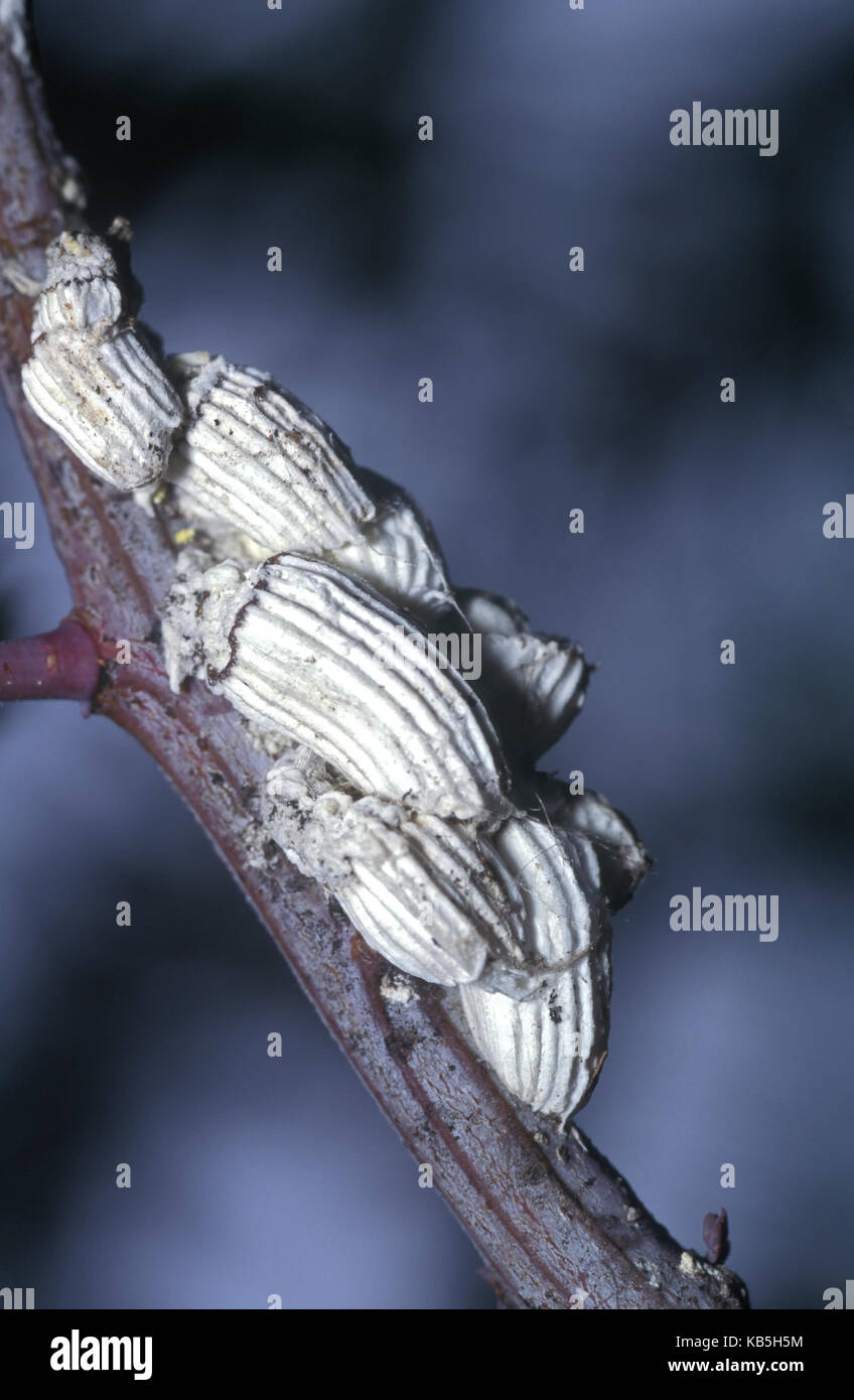 Scale Insect High Resolution Stock Photography and Images - Alamy