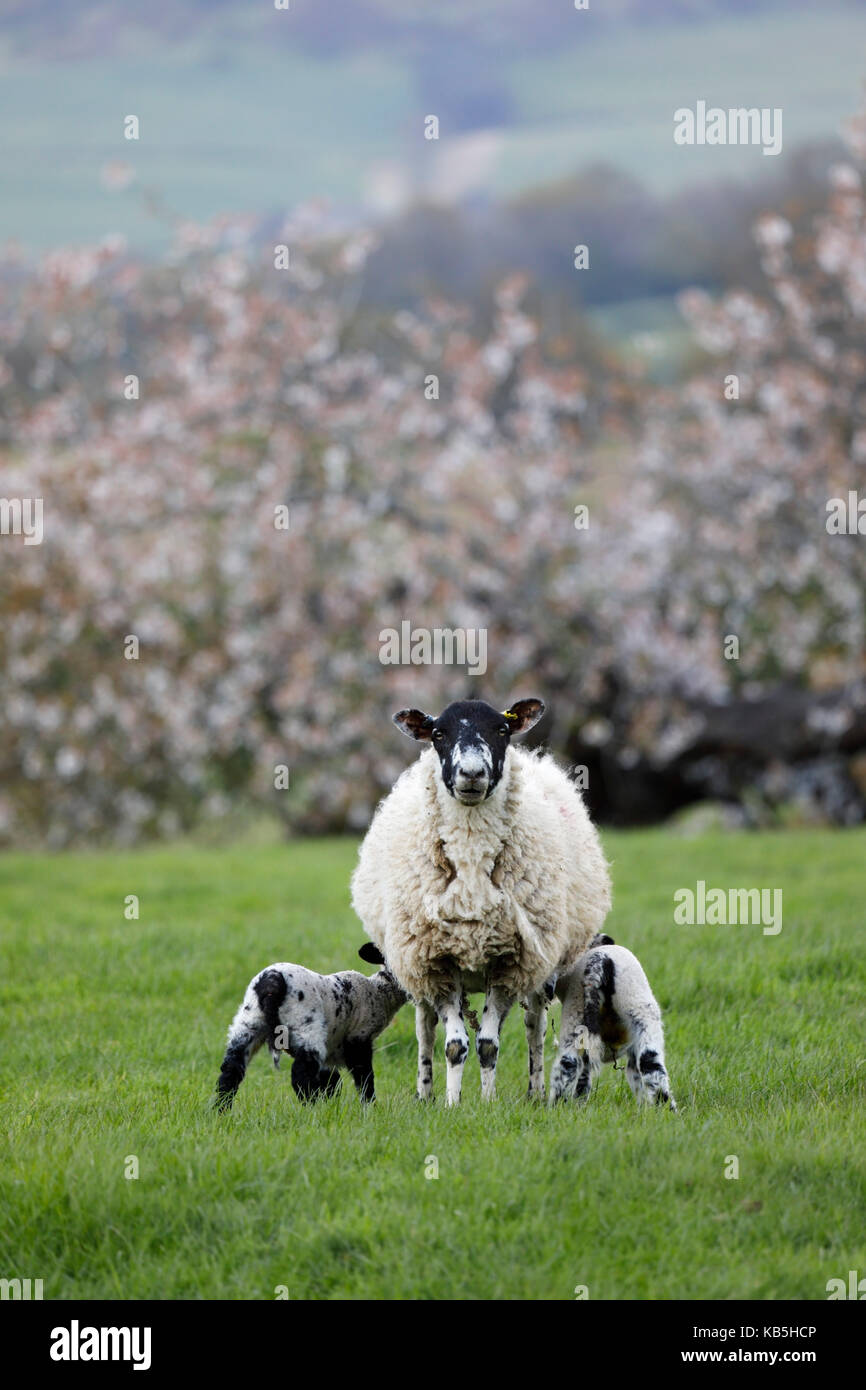 Cotswolds spring lamb hi-res stock photography and images - Alamy