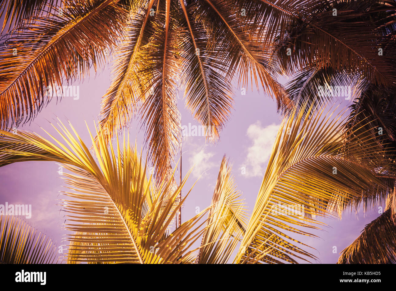 Retro palm tree hi-res stock photography and images - Alamy