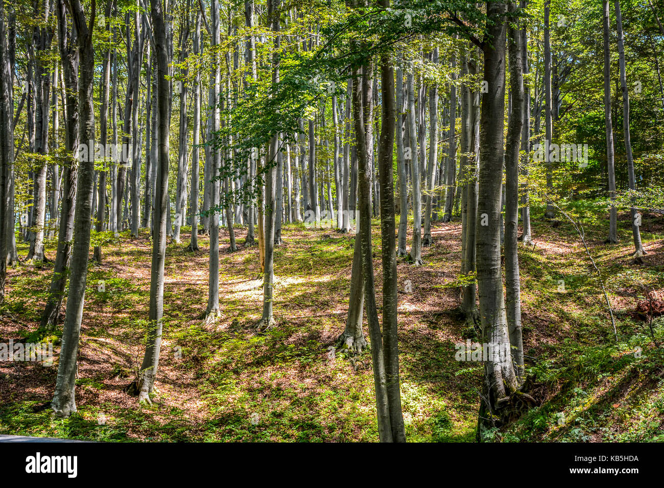 a deep forest with many trees Stock Photo - Alamy