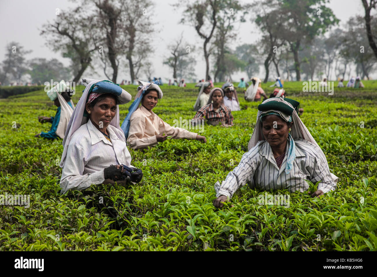 Tea garden sikkim hi-res stock photography and images - Alamy