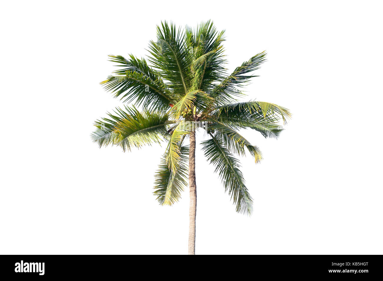 Natural photo of coconut tree isolated on white background Stock Photo ...